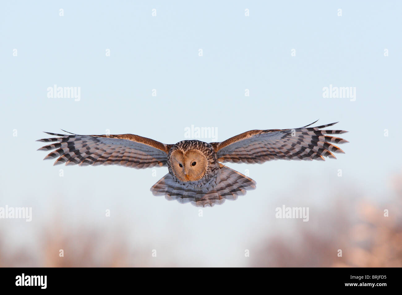 Ural owl snow hi-res stock photography and images - Alamy