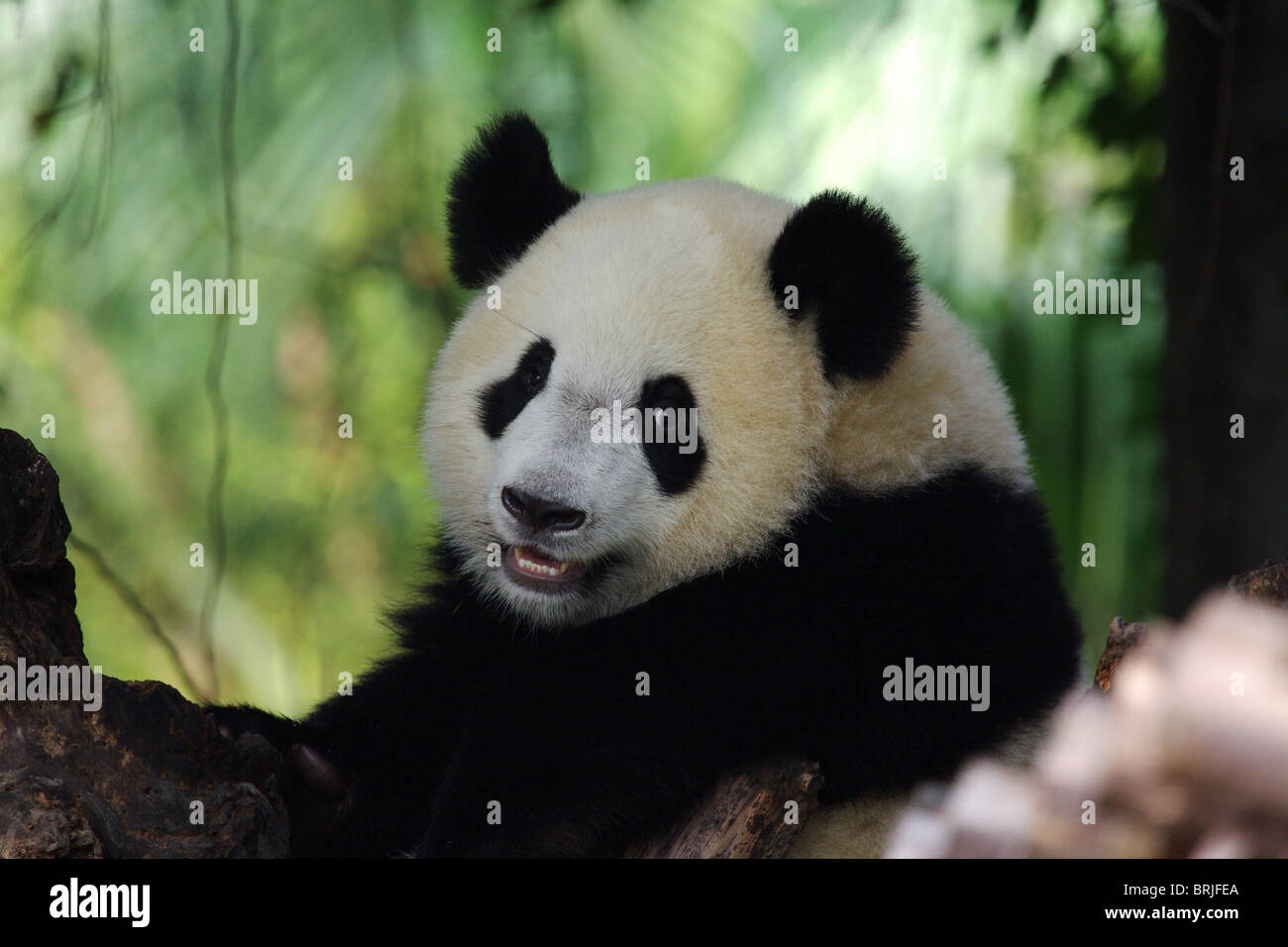 Giant Panda in Chengdu Panda Base, China Stock Photo - Alamy