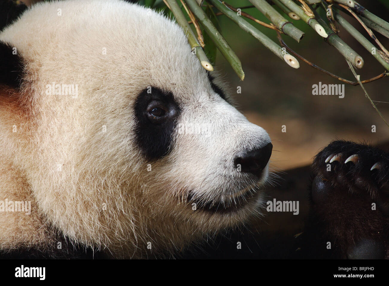 Giant Panda in Chengdu Panda Base, China Stock Photo - Alamy