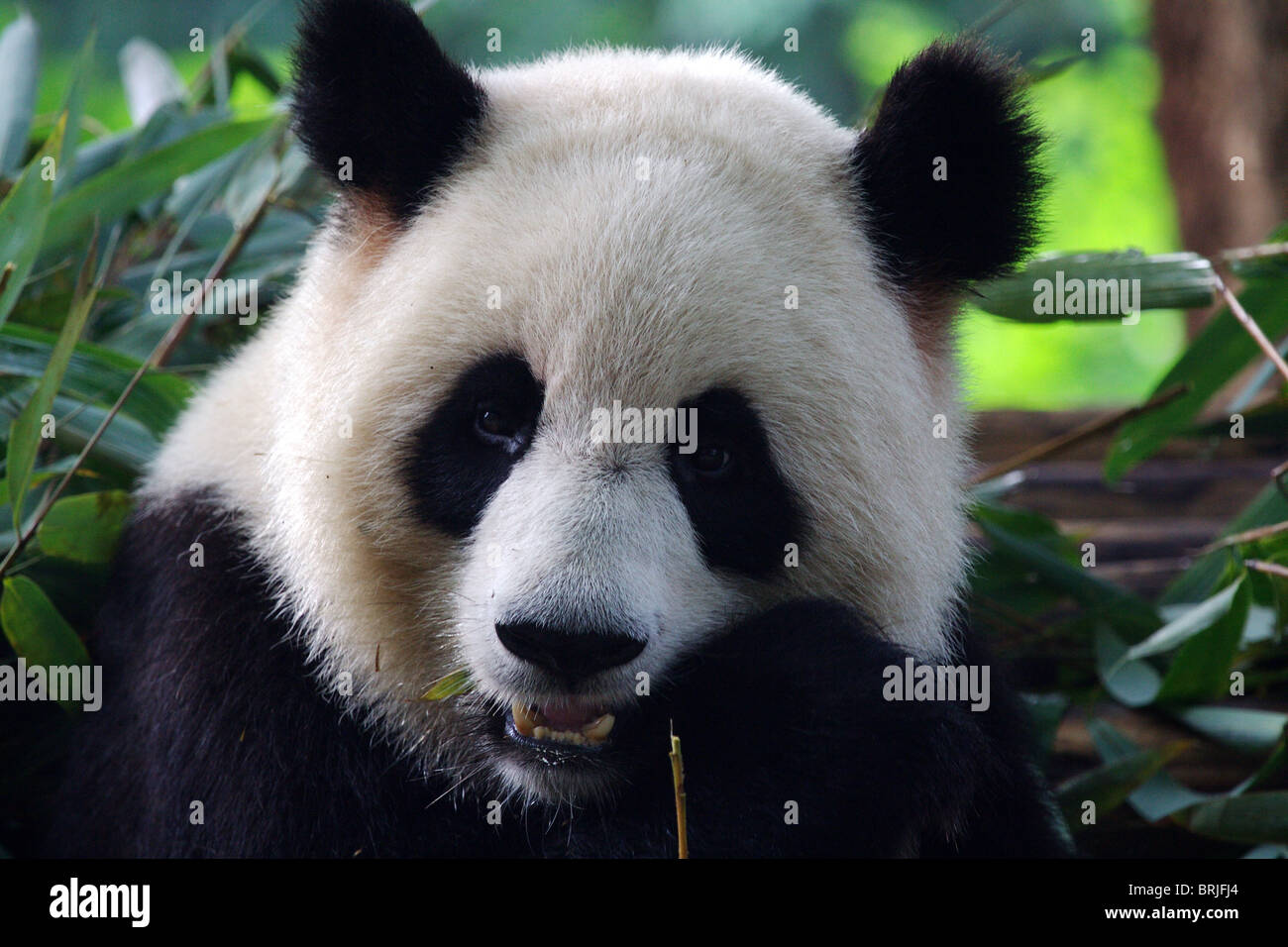 Giant Panda in Chengdu Panda Base, China Stock Photo - Alamy