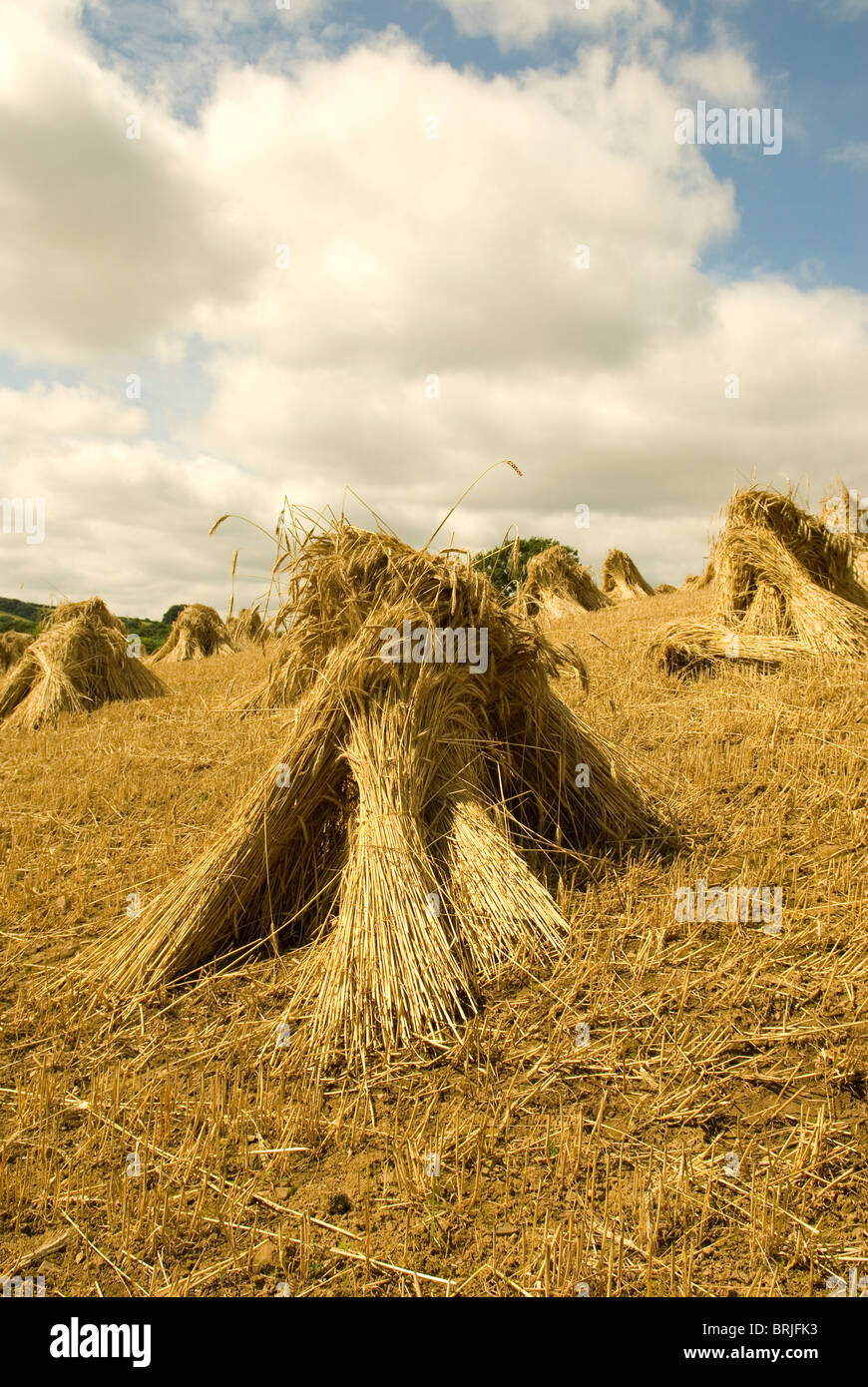 Sheaf Of Hay High Resolution Stock Photography and Images - Alamy