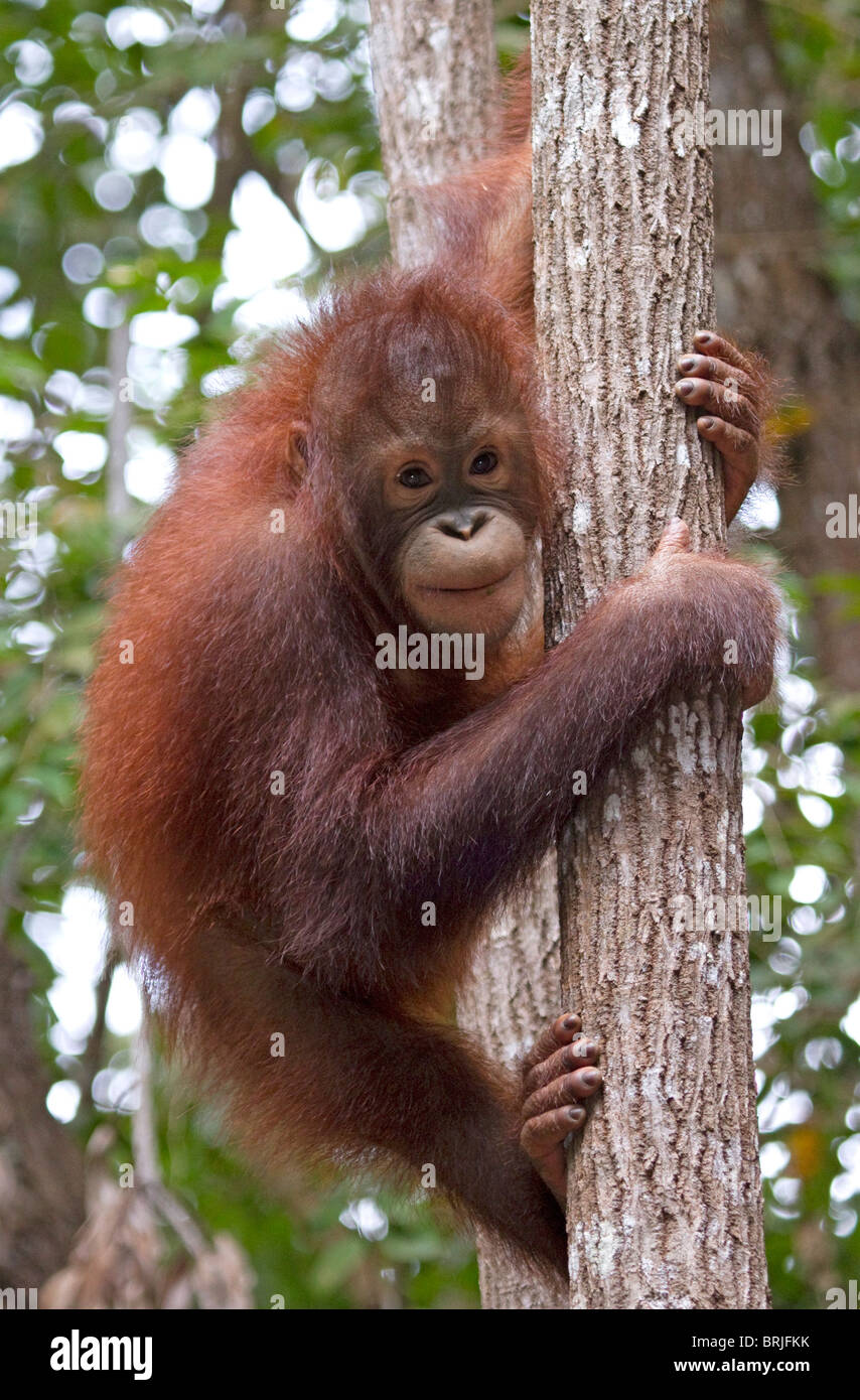 Orangutan, (Pongo pygmaeus) tree climbing Stock Photo - Alamy