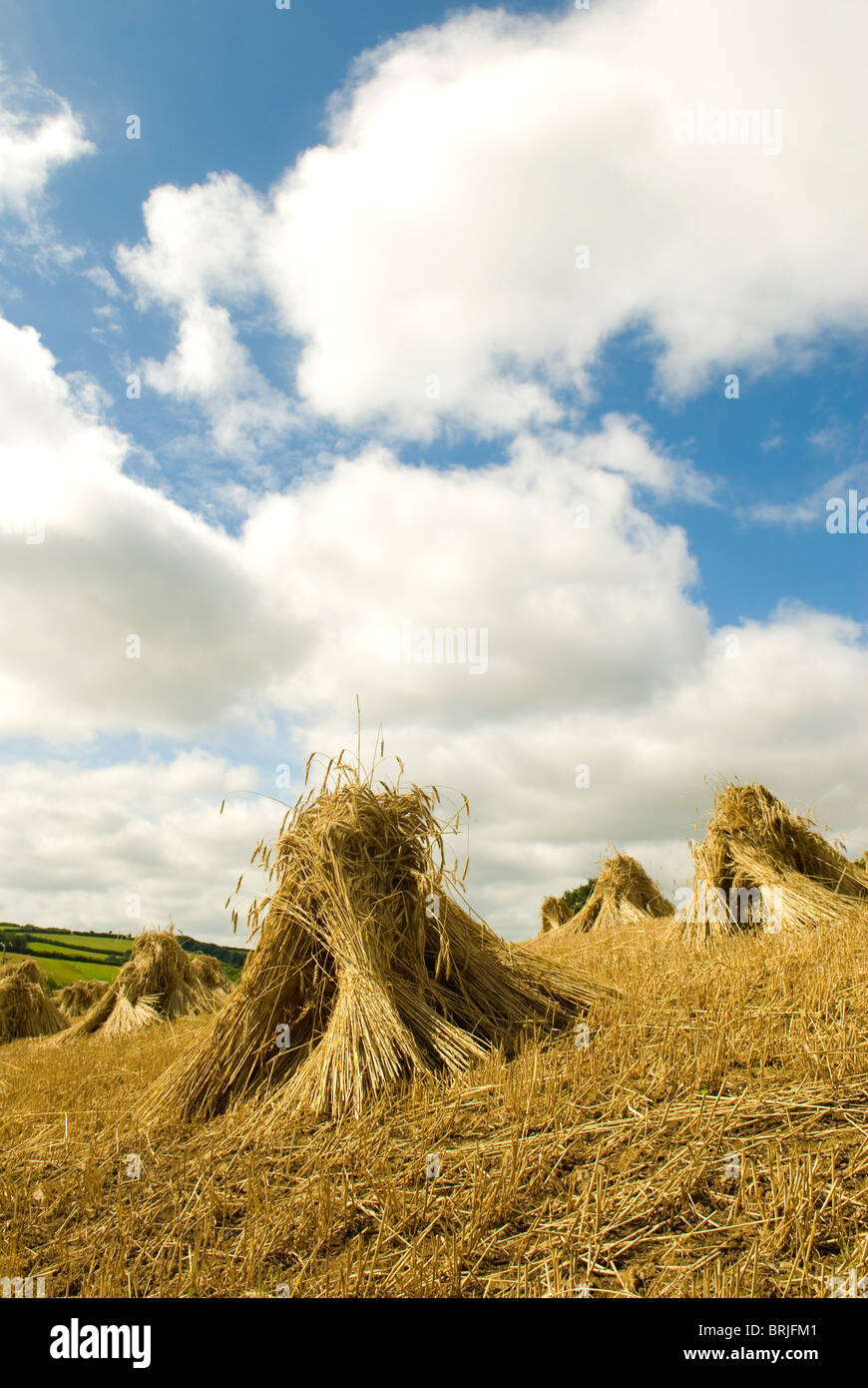 Sheafs Of Wheat High Resolution Stock Photography and Images - Alamy