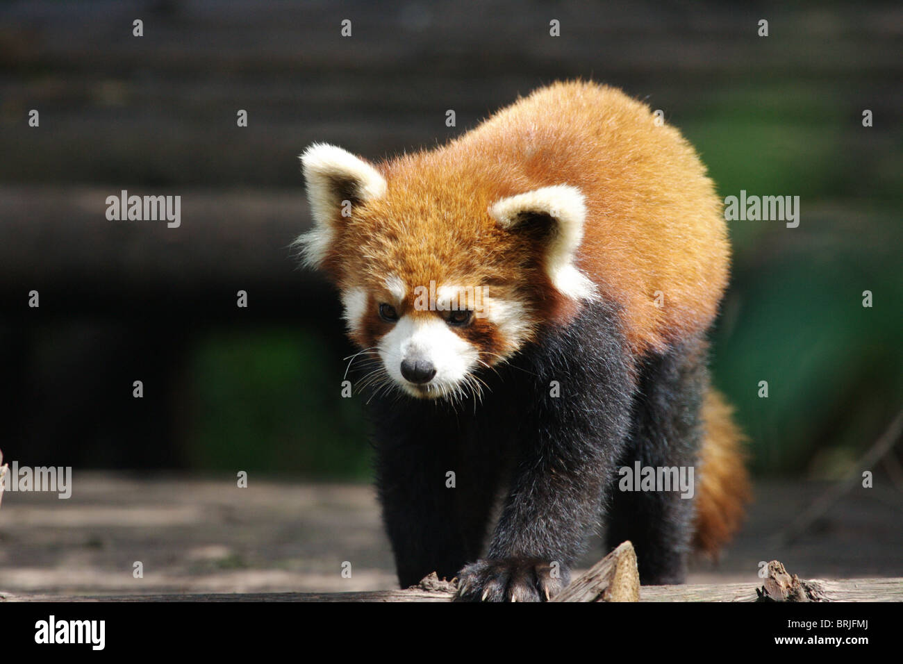 Red Panda in Chengdu Panda Base, China Stock Photo - Alamy