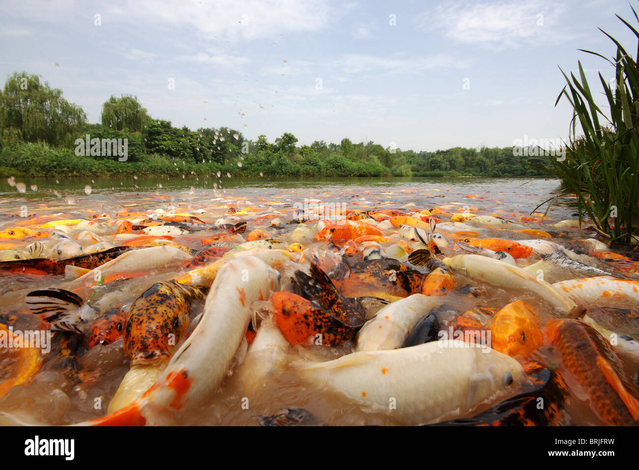 Fish in a pond crowding for food, Chengdu, China Stock Photo - Alamy