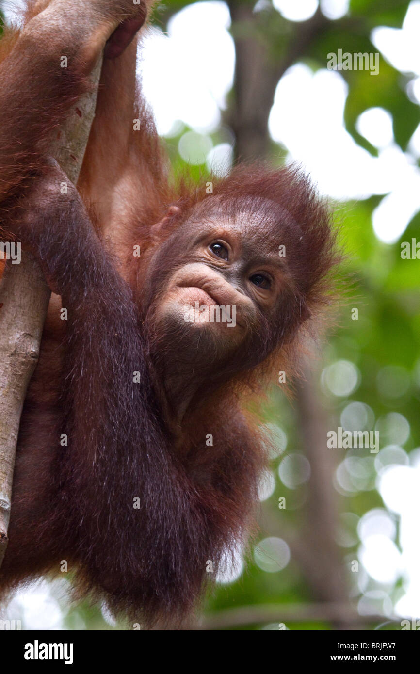 Pongo pongo pygmaeus hi-res stock photography and images - Alamy