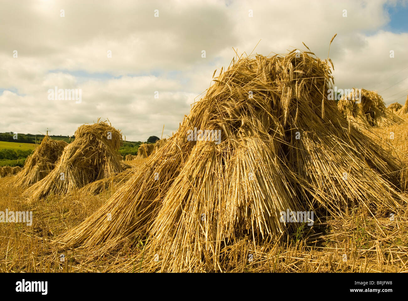Sheafs High Resolution Stock Photography and Images - Alamy