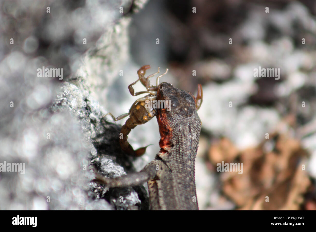 Lizard eating scorpion hi-res stock photography and images - Alamy