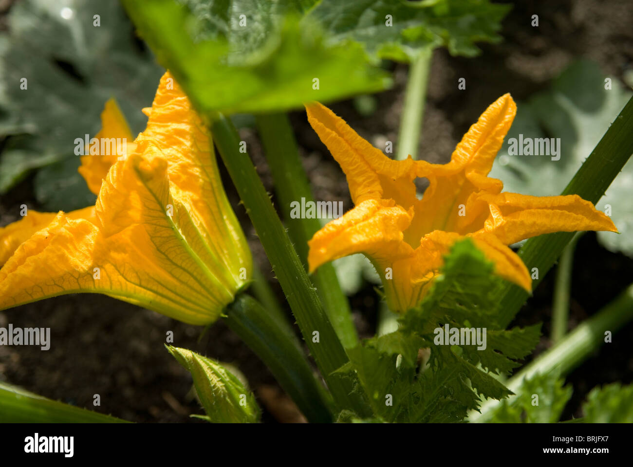 Courgette zucchini flower hi-res stock photography and images - Alamy