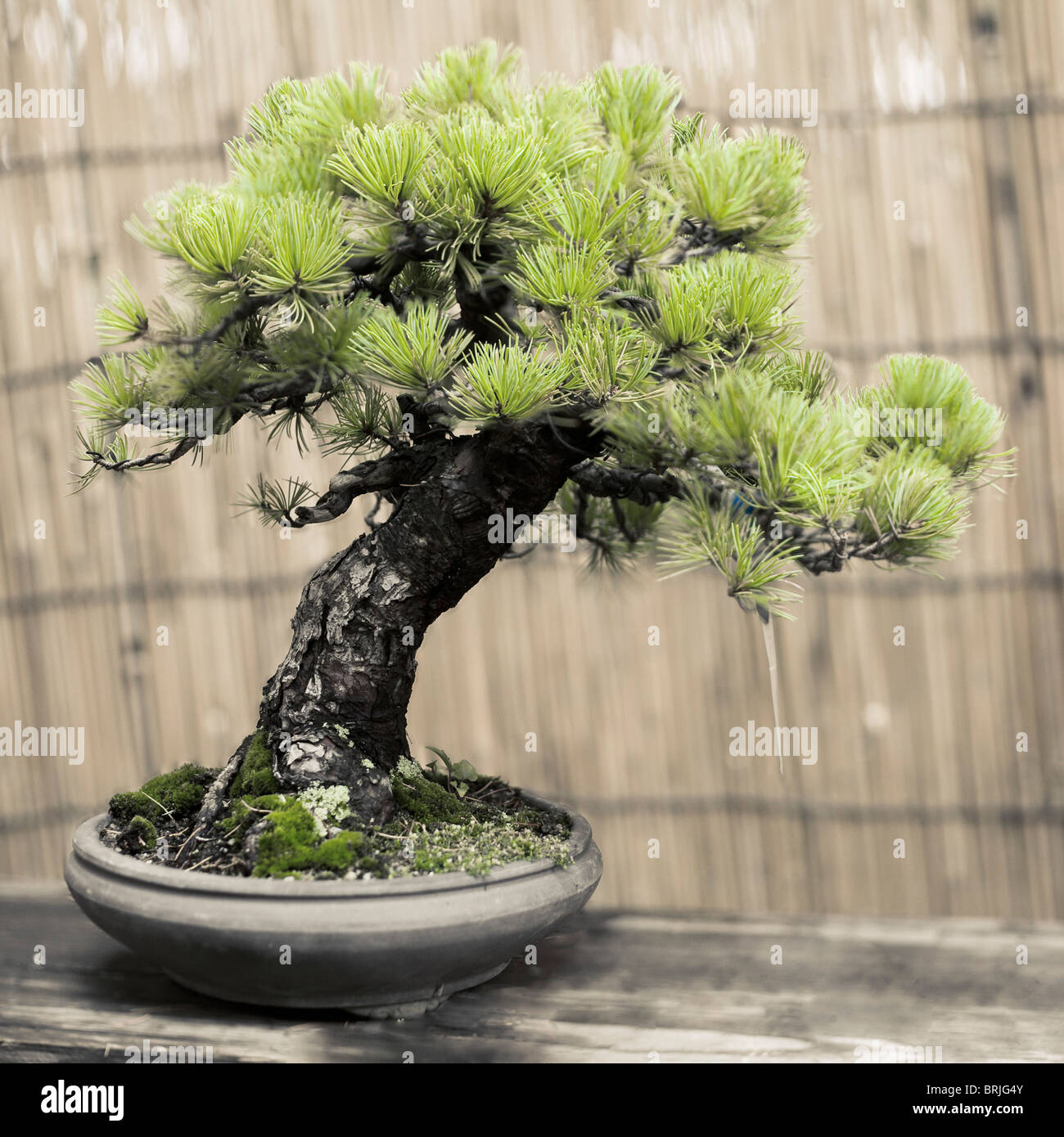 Bonsai display table hi-res stock photography and images - Alamy