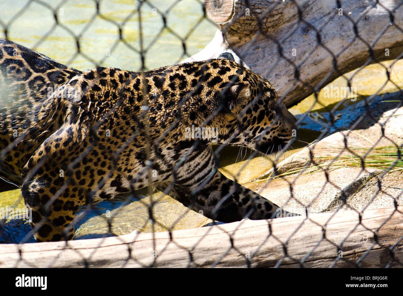 Leopard Panthera in San Diego Zoo Stock Photo - Alamy