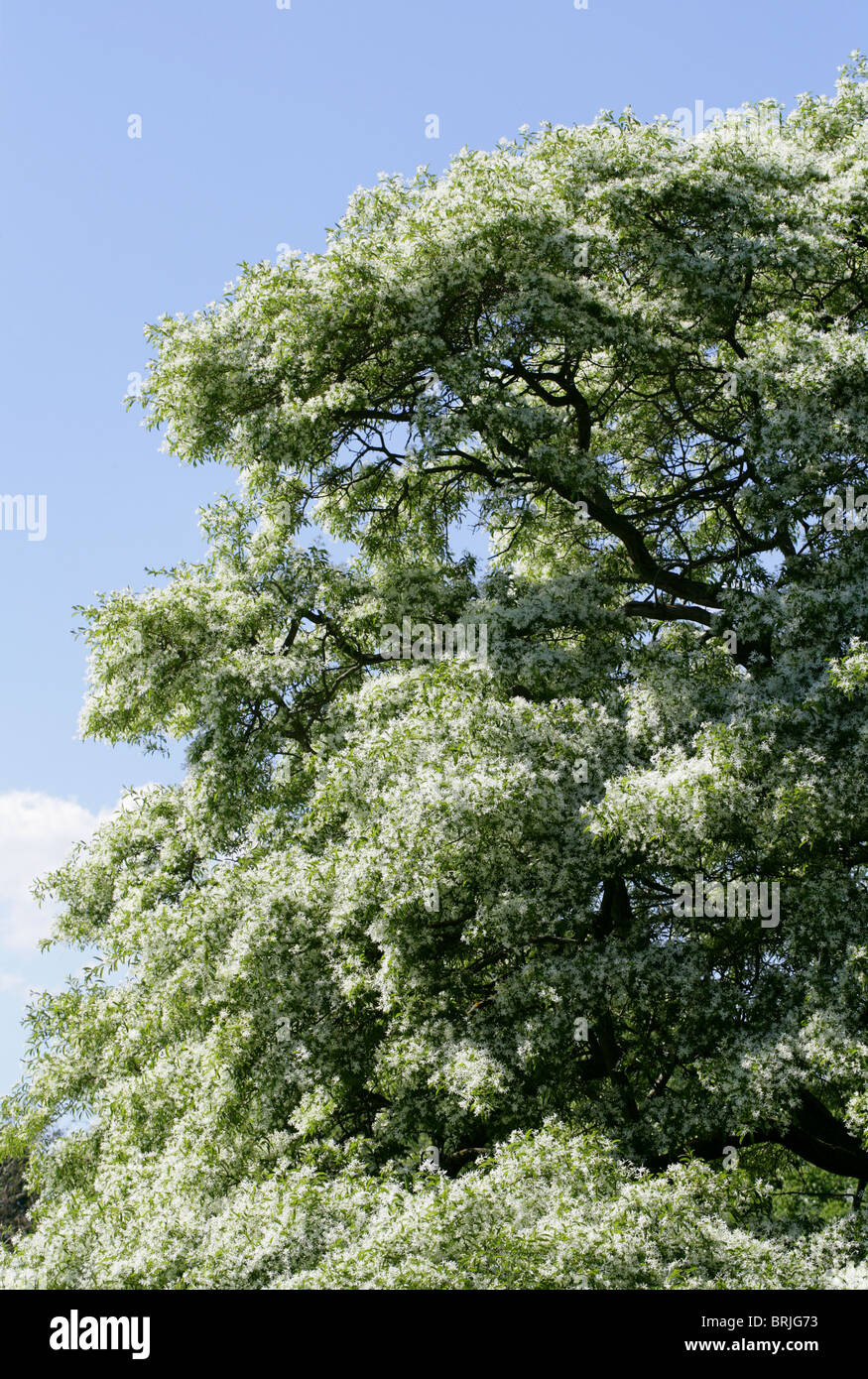 Chinese Fringe Tree High Resolution Stock Photography and Images - Alamy