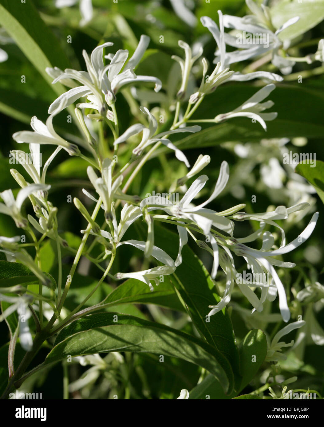 Chinese Fringe Tree or Chinese Fringetree, Chionanthus retusus ...