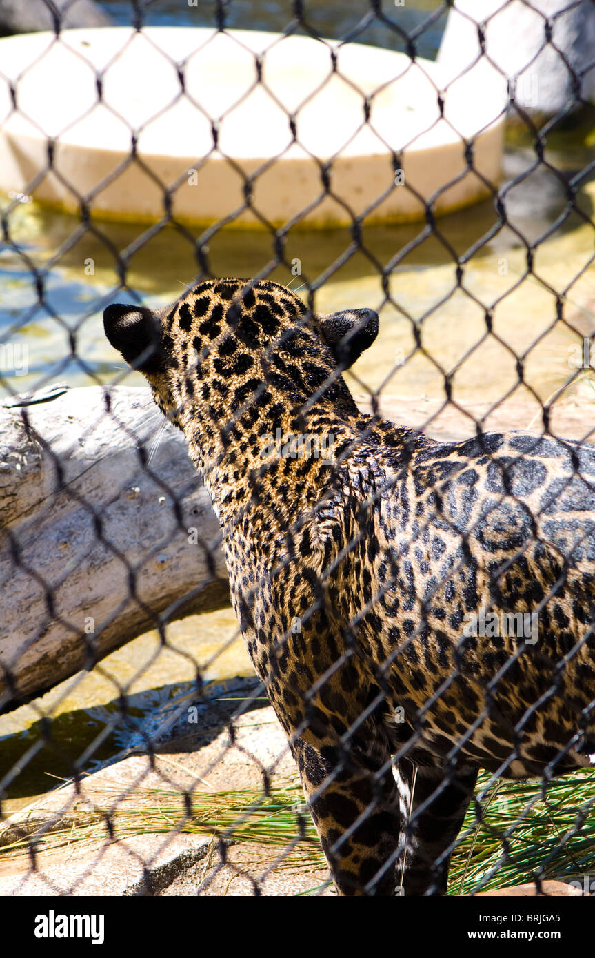 Leopard Panthera In San Diego Zoo Stock Photo Alamy