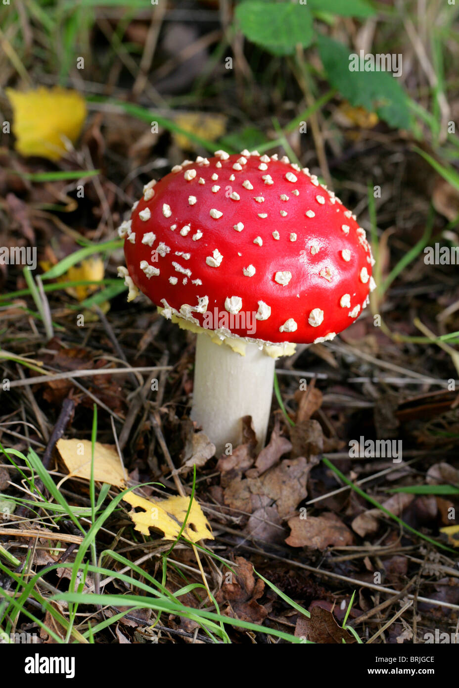 Young Fly Agaric Toadstool, Amanita Muscaria, Amanitaceae Stock Photo ...