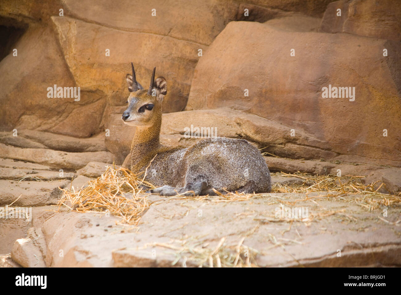 Henry Doorly Zoo Desert Dome Animals