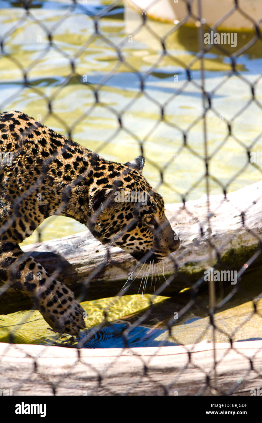 Leopard Panthera In San Diego Zoo Stock Photo Alamy