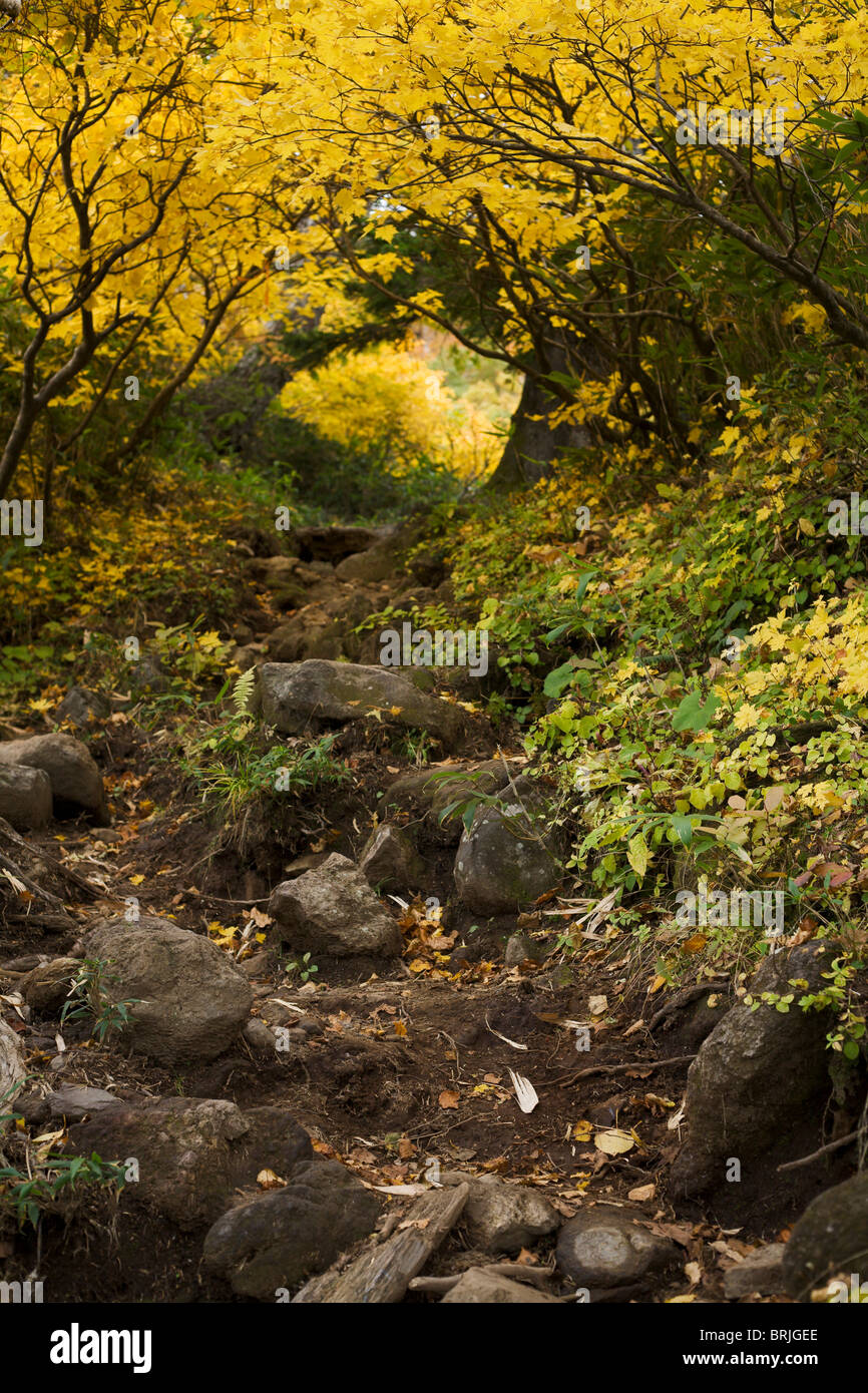 Yellow Autumn on trail up Mount Yotei, Hokkaido, Japan Stock Photo - Alamy