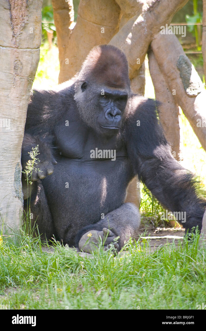 Henry Doorly Zoo - Hubbard Gorilla Valley Stock Photo - Alamy