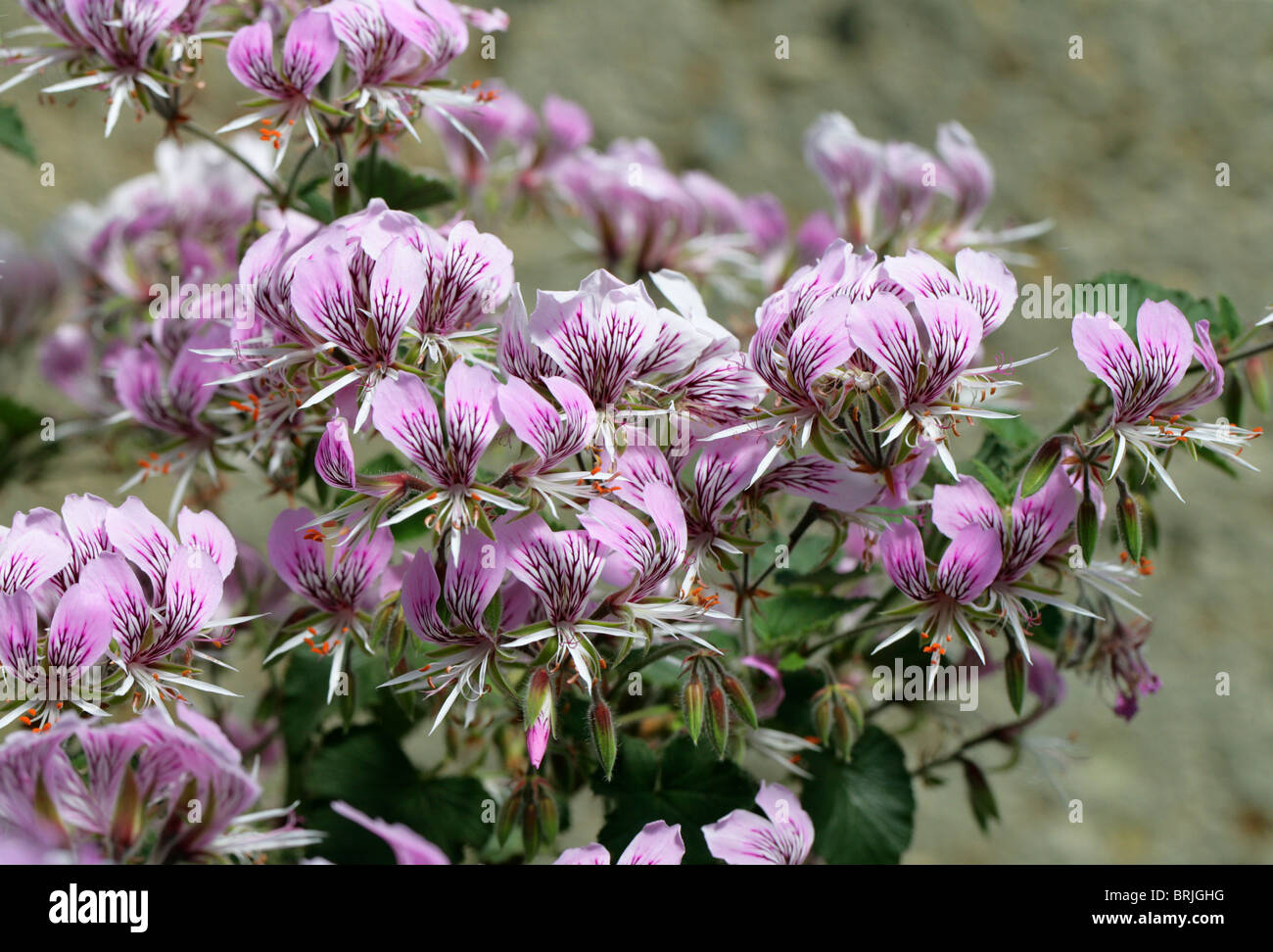 Heartleaf Geranium or Heart-leaved Pelargonium, Pelargonium cordifolium ...