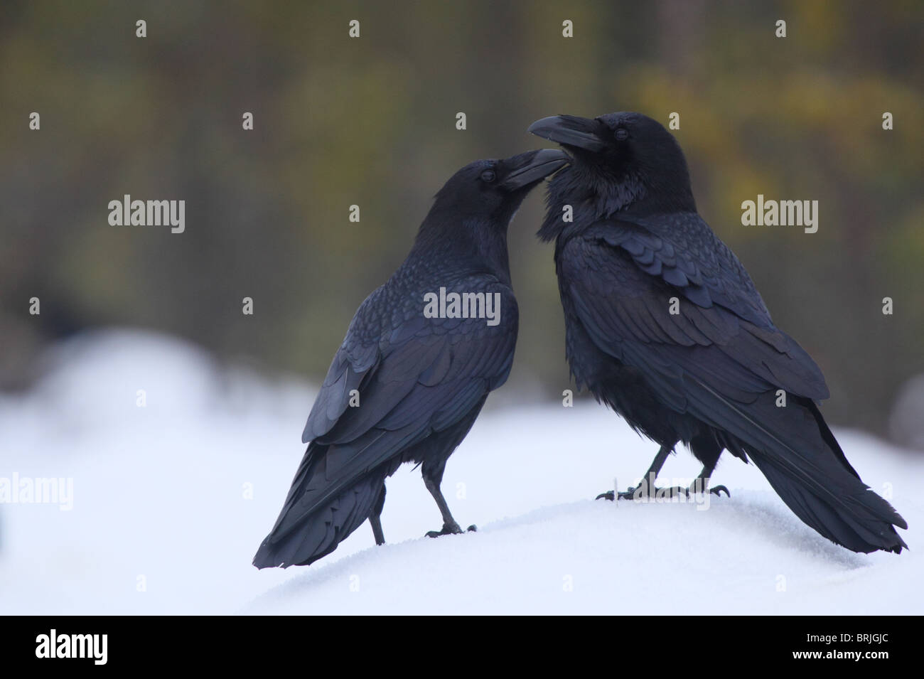 Courting ravens (Corvus corax), mating behavior. Ravens are overwhelmed ...