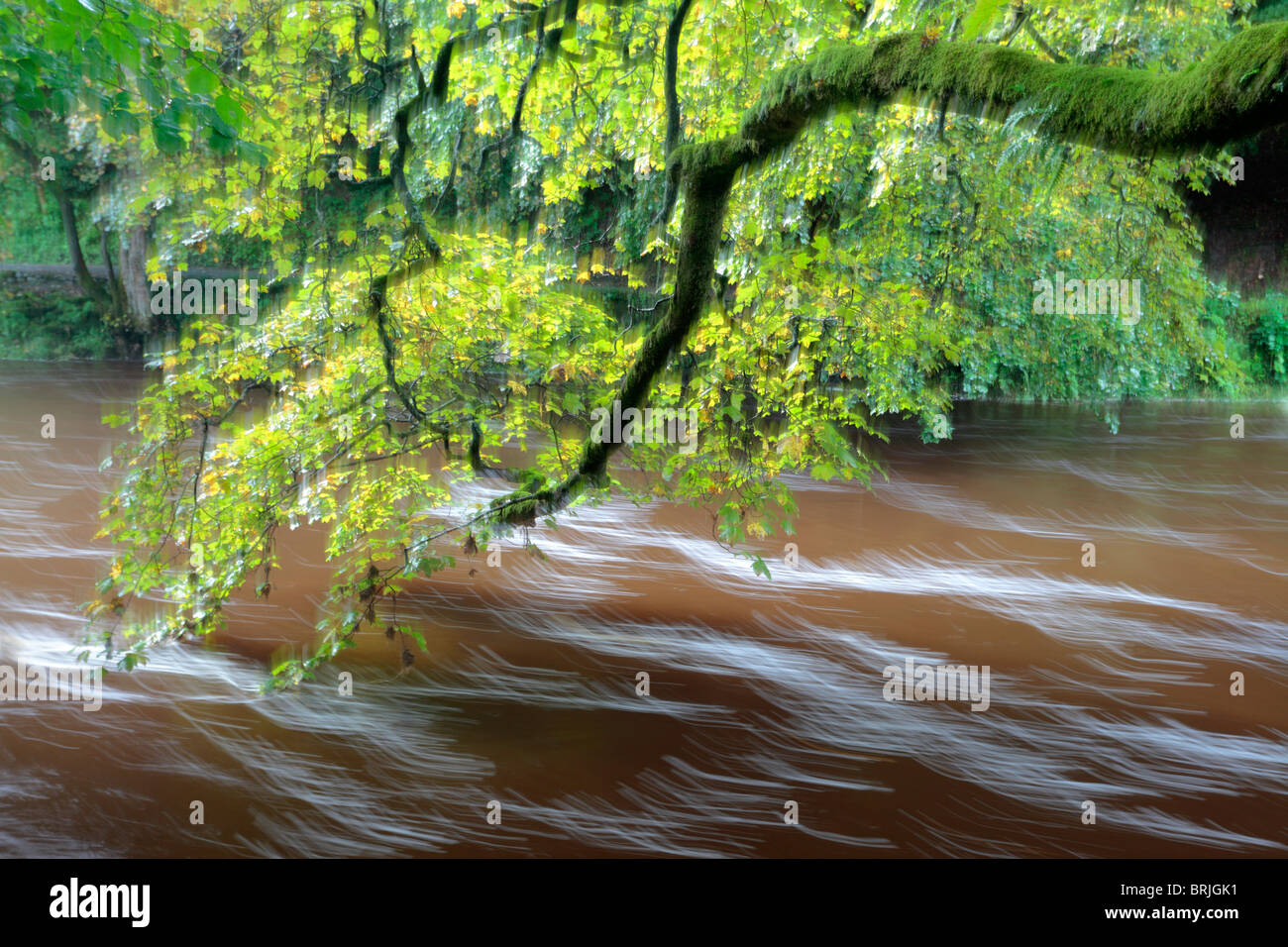 Impressionistic image of branch hanging over the River Wharfe during an ...