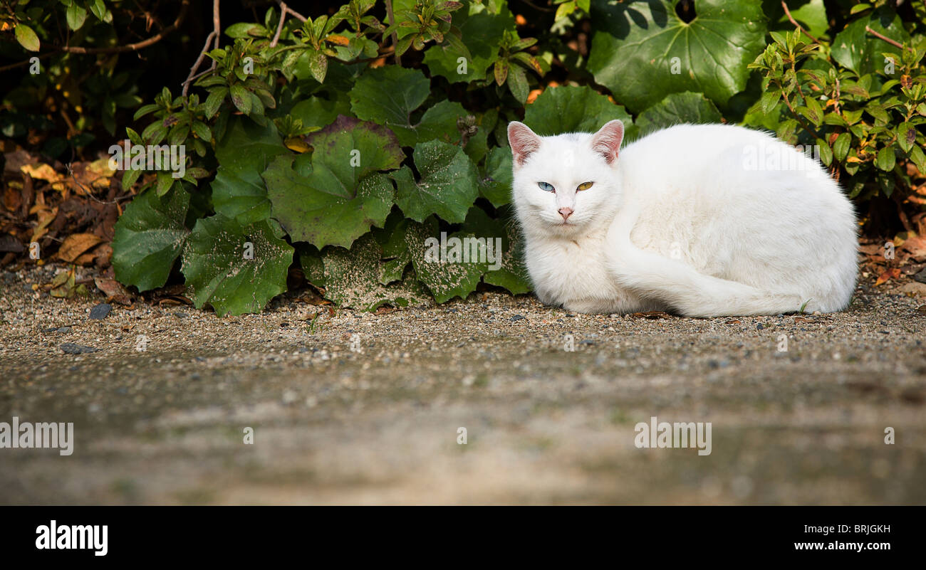 Multi color eyed white cat, laying down staring at camera. Landscape ...