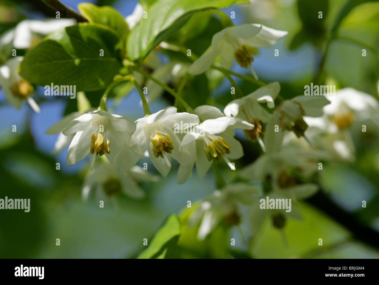 Jack Tree Flowers, Sinojackia rehderiana, Styracaceae Stock Photo - Alamy