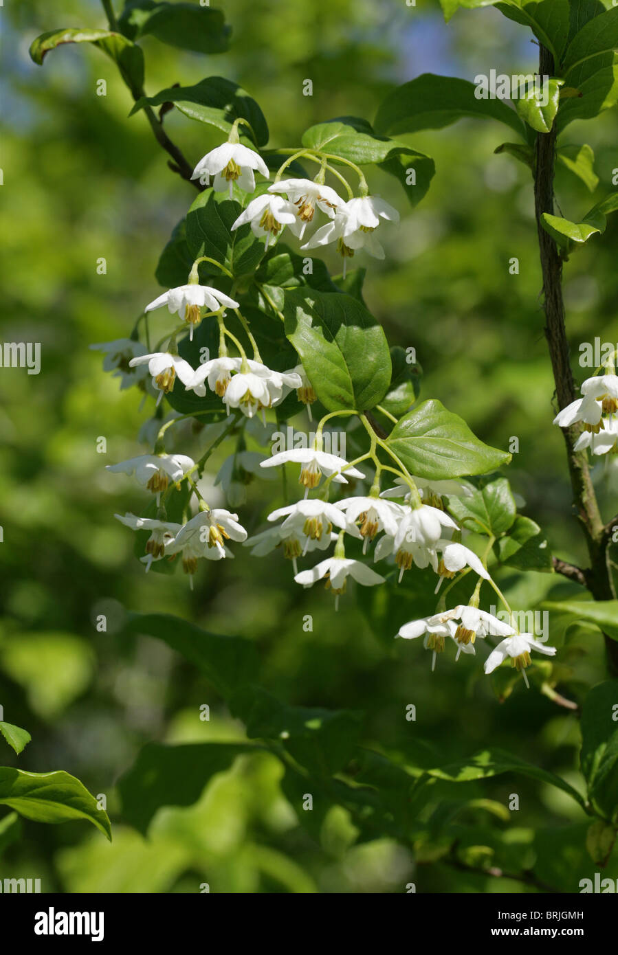 Jack Tree Flowers, Sinojackia rehderiana, Styracaceae Stock Photo - Alamy