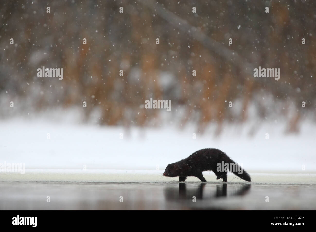 American Mink Mustela Vison High Resolution Stock Photography and ...