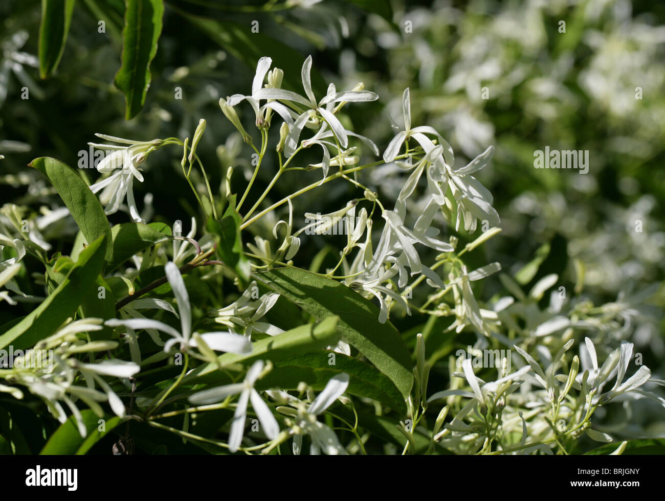 Chinese Fringe Tree or Chinese Fringetree, Chionanthus retusus ...