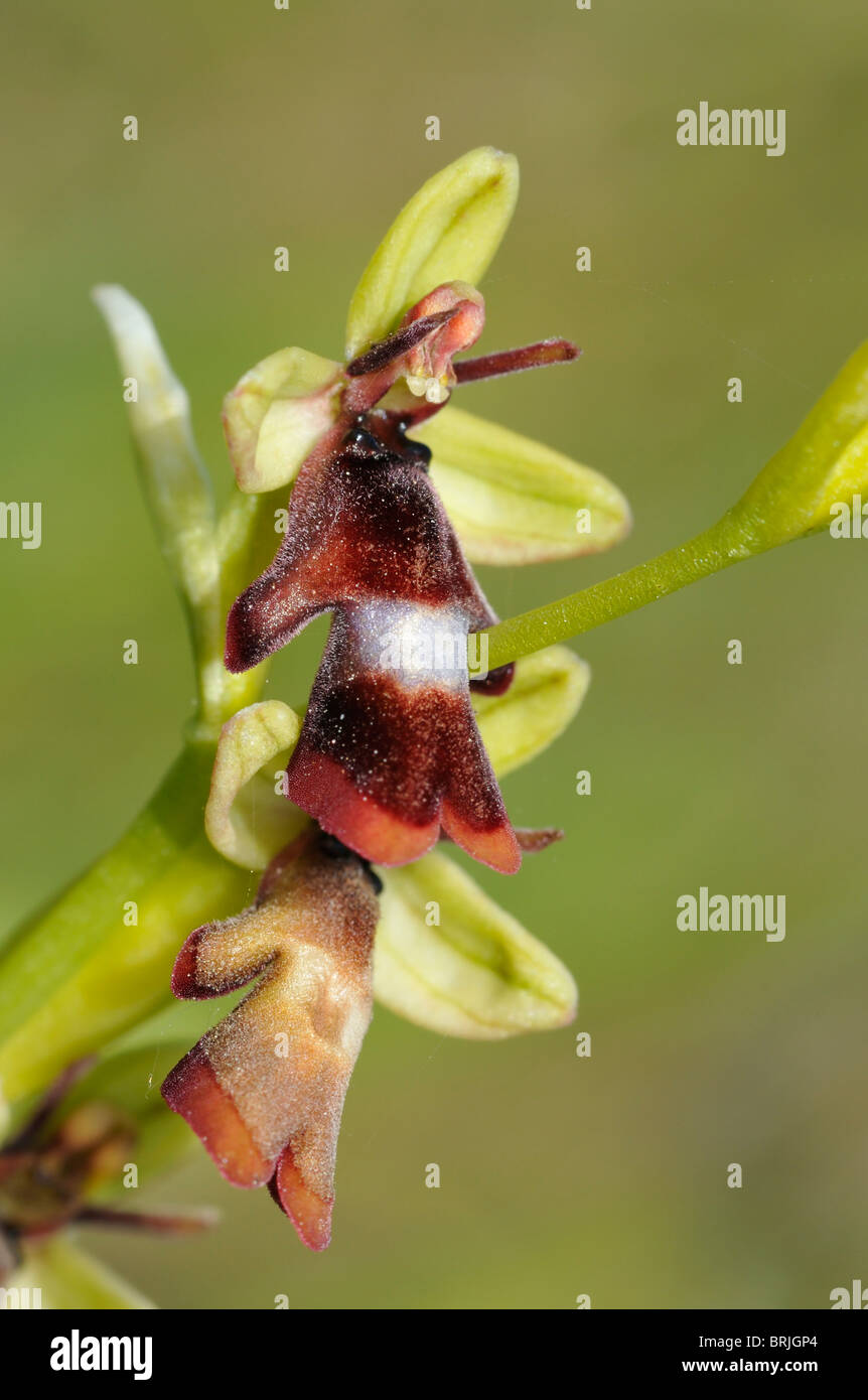 Fly Orchid - Ophrys insectifera Stock Photo - Alamy