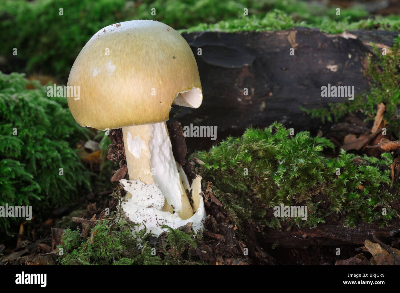 Death Cap Fungi - Amanita phalloides Growing on Cotswold Beechwood ...