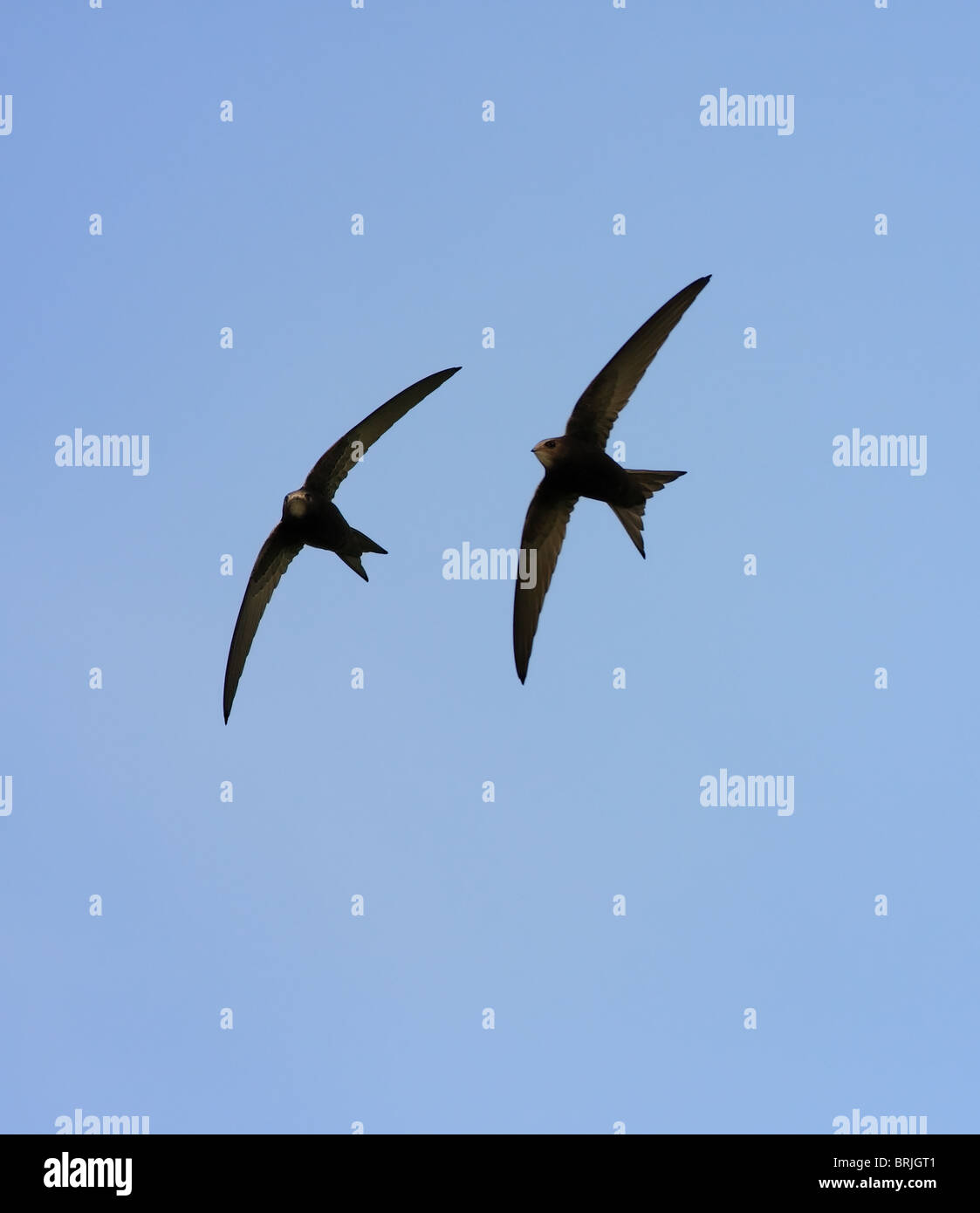 Pair of swifts flying together hi-res stock photography and images - Alamy
