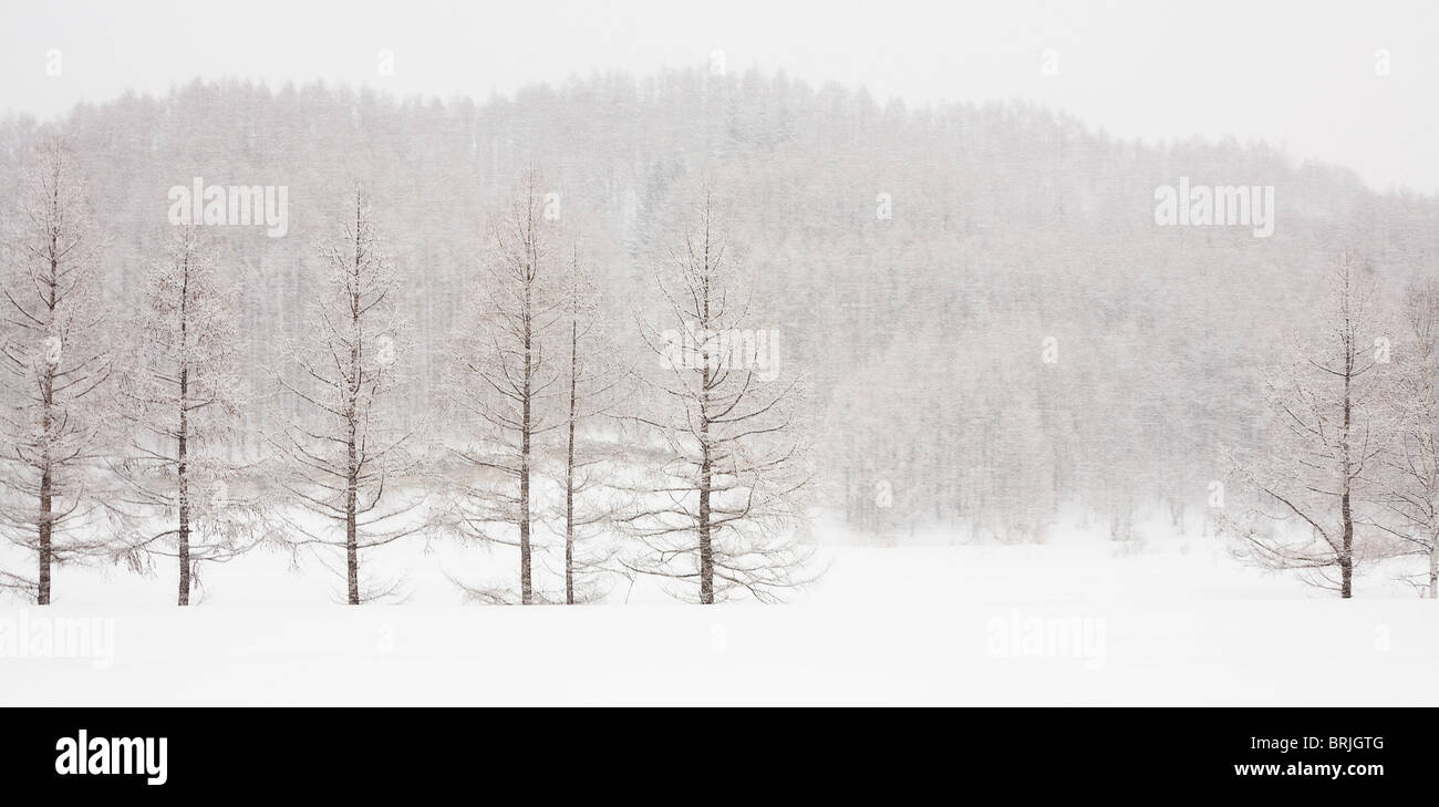 Frozen trees creating lines in the winter scene, with snow covered ...