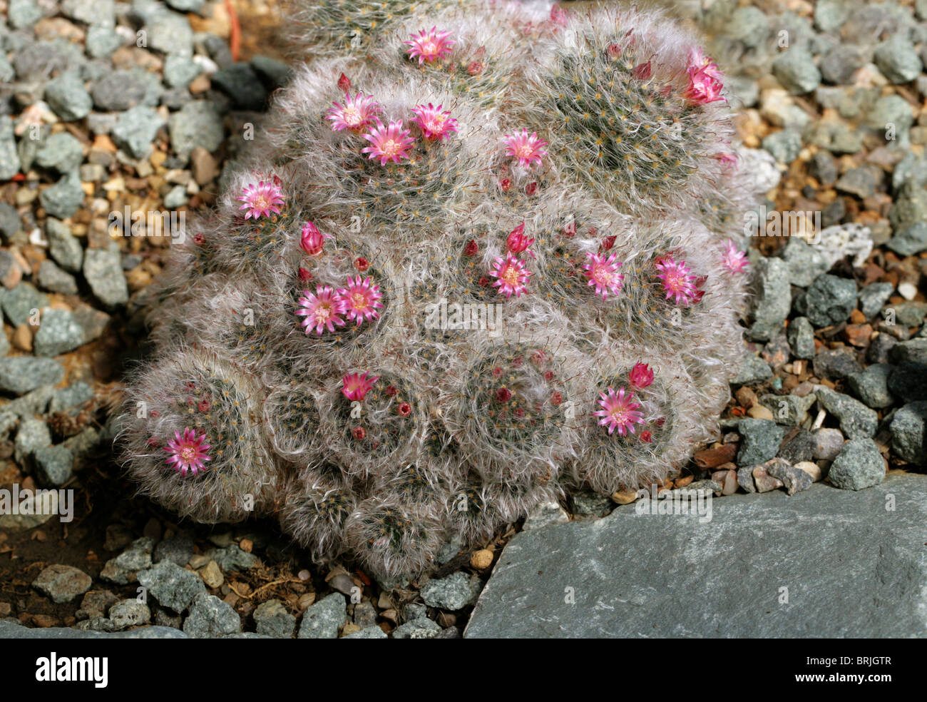 Powderpuff Pincushion Cactus, Snowball Cactus, Mammillaria bocasana ...