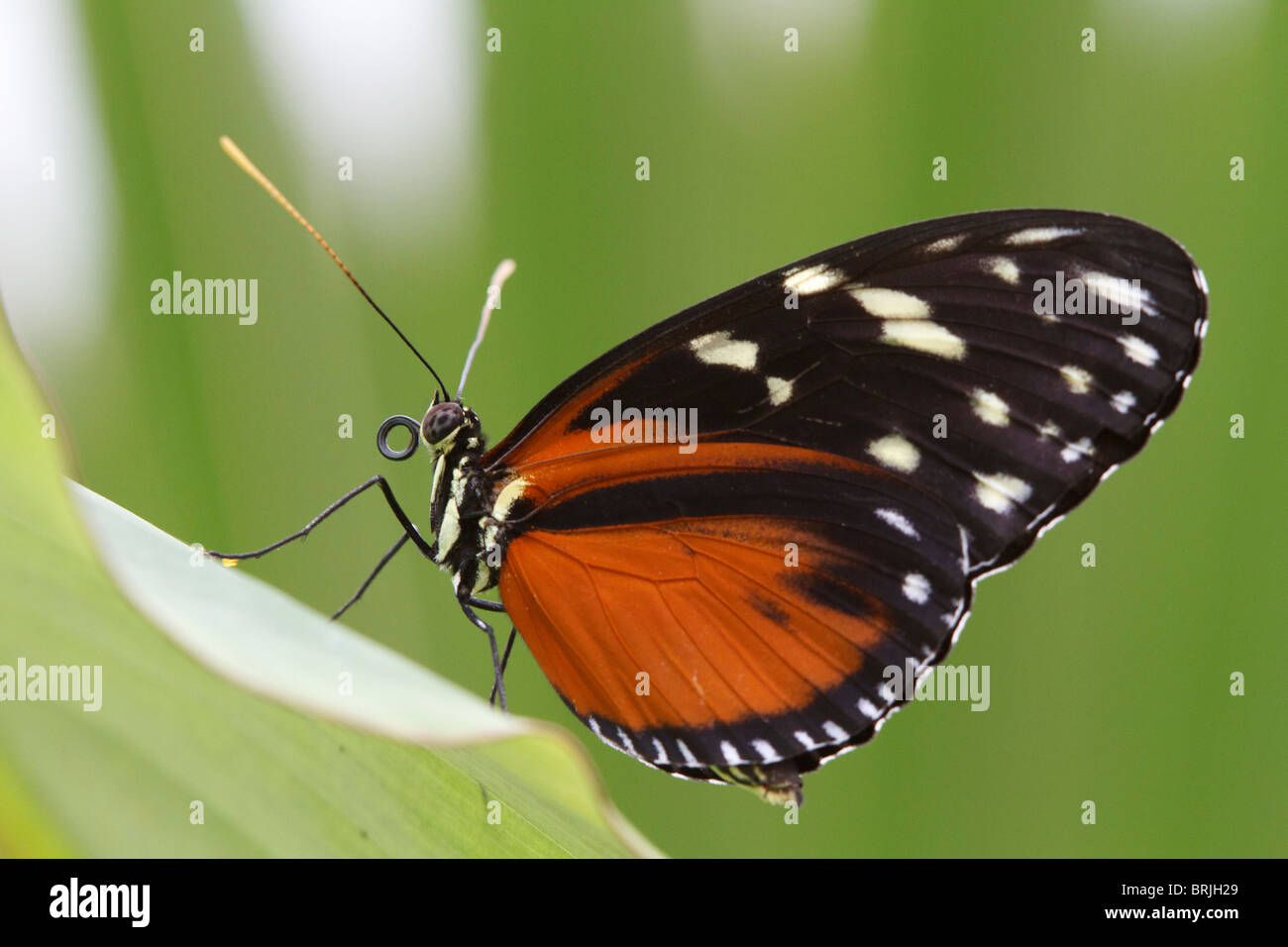 Atala eumaeus atala butterfly hi-res stock photography and images - Alamy