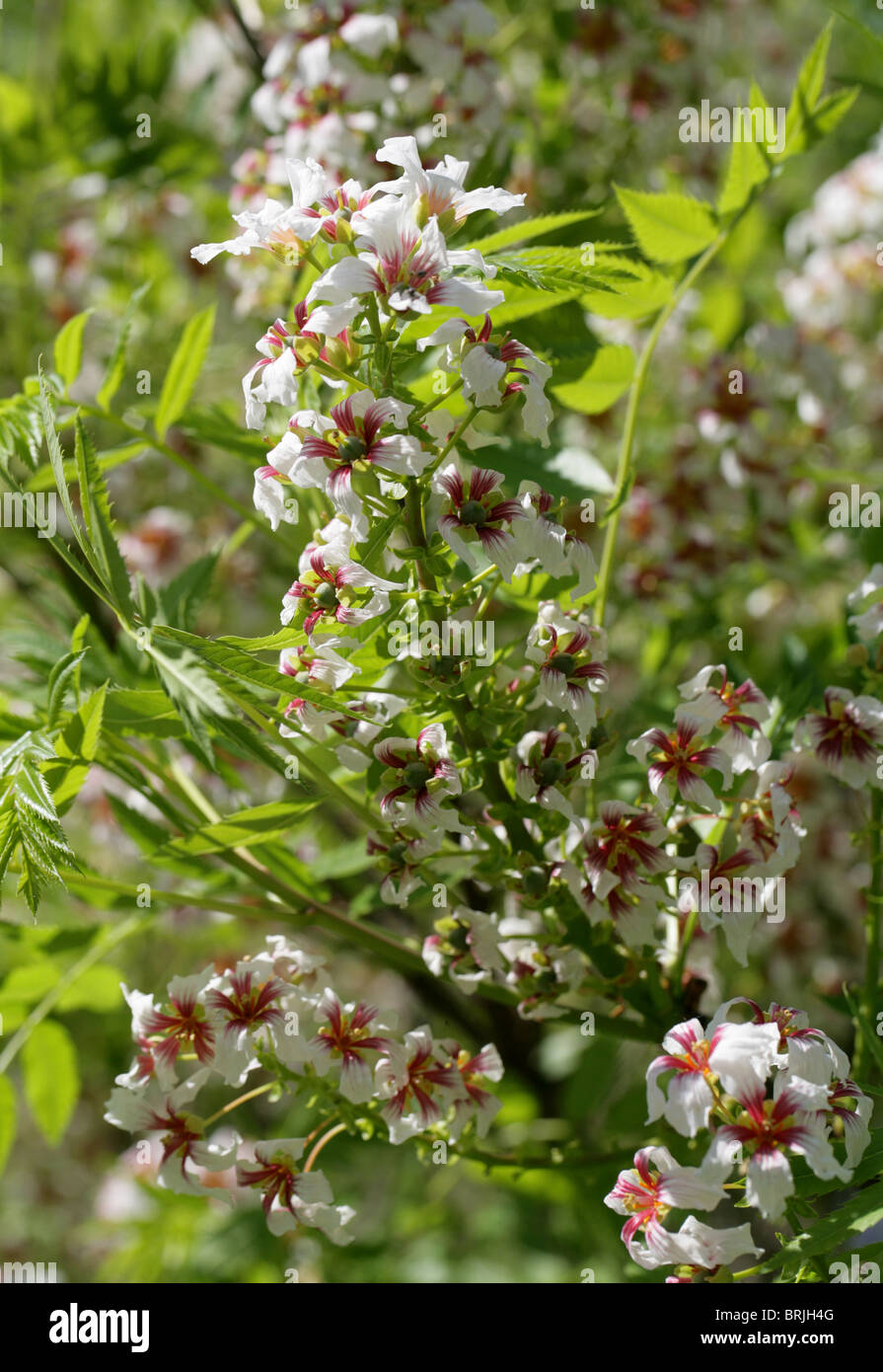 Yellowhorn Tree Flowers, Xanthoceras sorbifolium, Sapindaceae, North ... Yellowhorn Tree Flowers, Xanthoceras sorbifolium, Sapindaceae, North ...