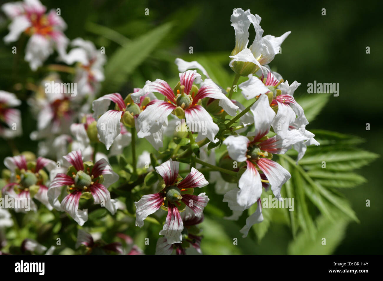 Yellowhorn Tree Flowers, Xanthoceras sorbifolium, Sapindaceae, North ...