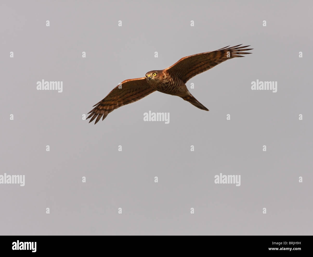 Sparrowhawk, accipiter nisus, in flight, Cheshire, England Stock Photo ...