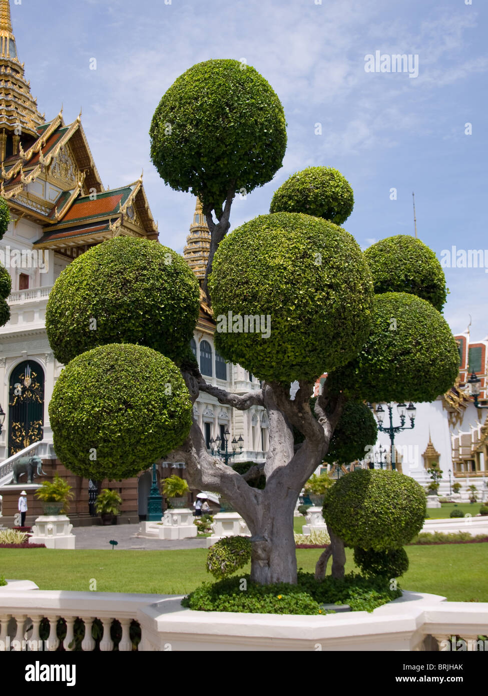 temple tree in the Grand palace area in Bangkok, Thailand Stock Photo ...