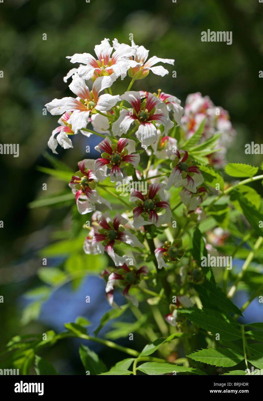 Yellowhorn Tree Flowers, Xanthoceras sorbifolium, Sapindaceae, North ...
