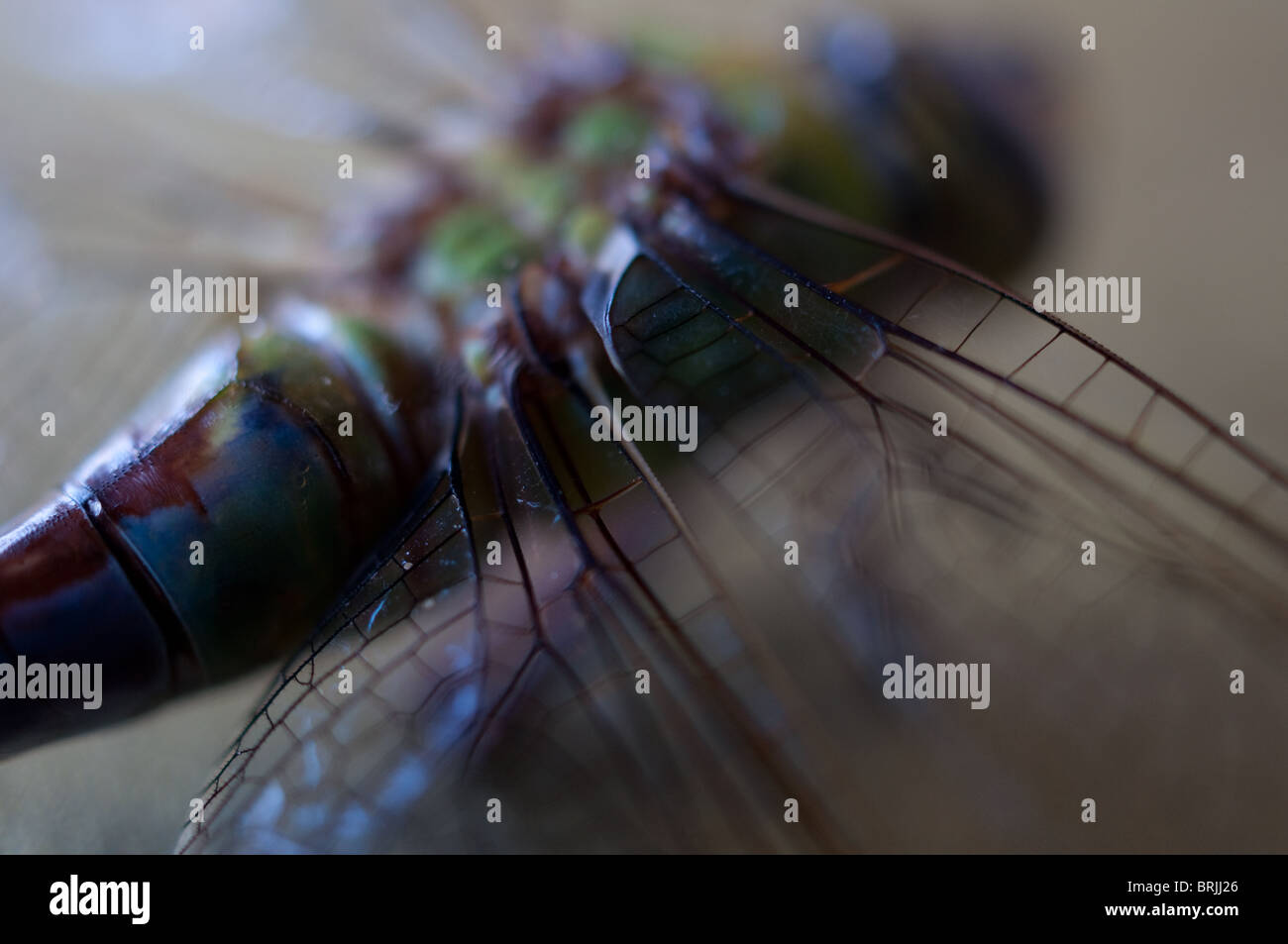 A closeup view of a dragonfly with emphasis on its colorful body and ...
