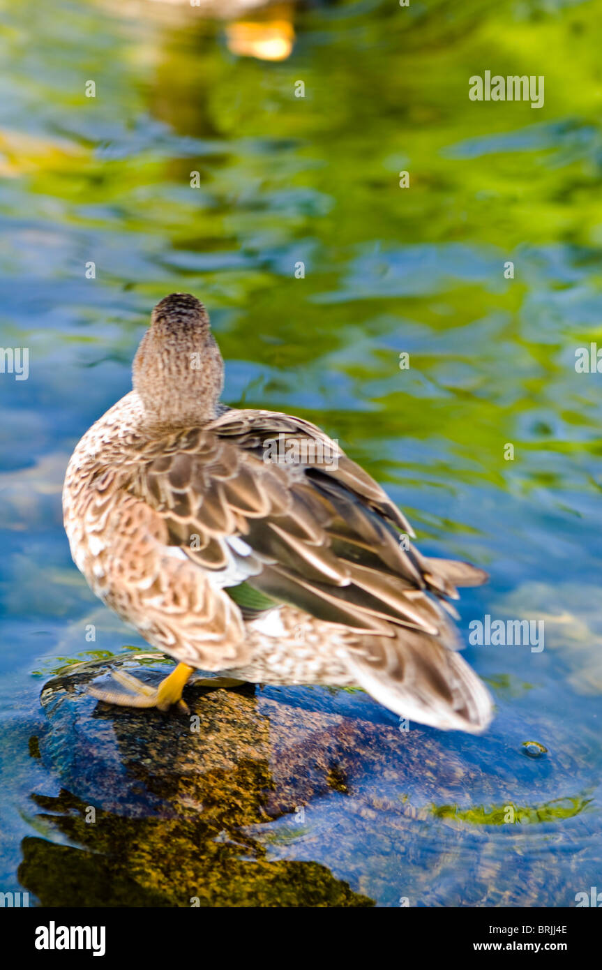 Wood Duck Drake Aix sponsa Stock Photo - Alamy