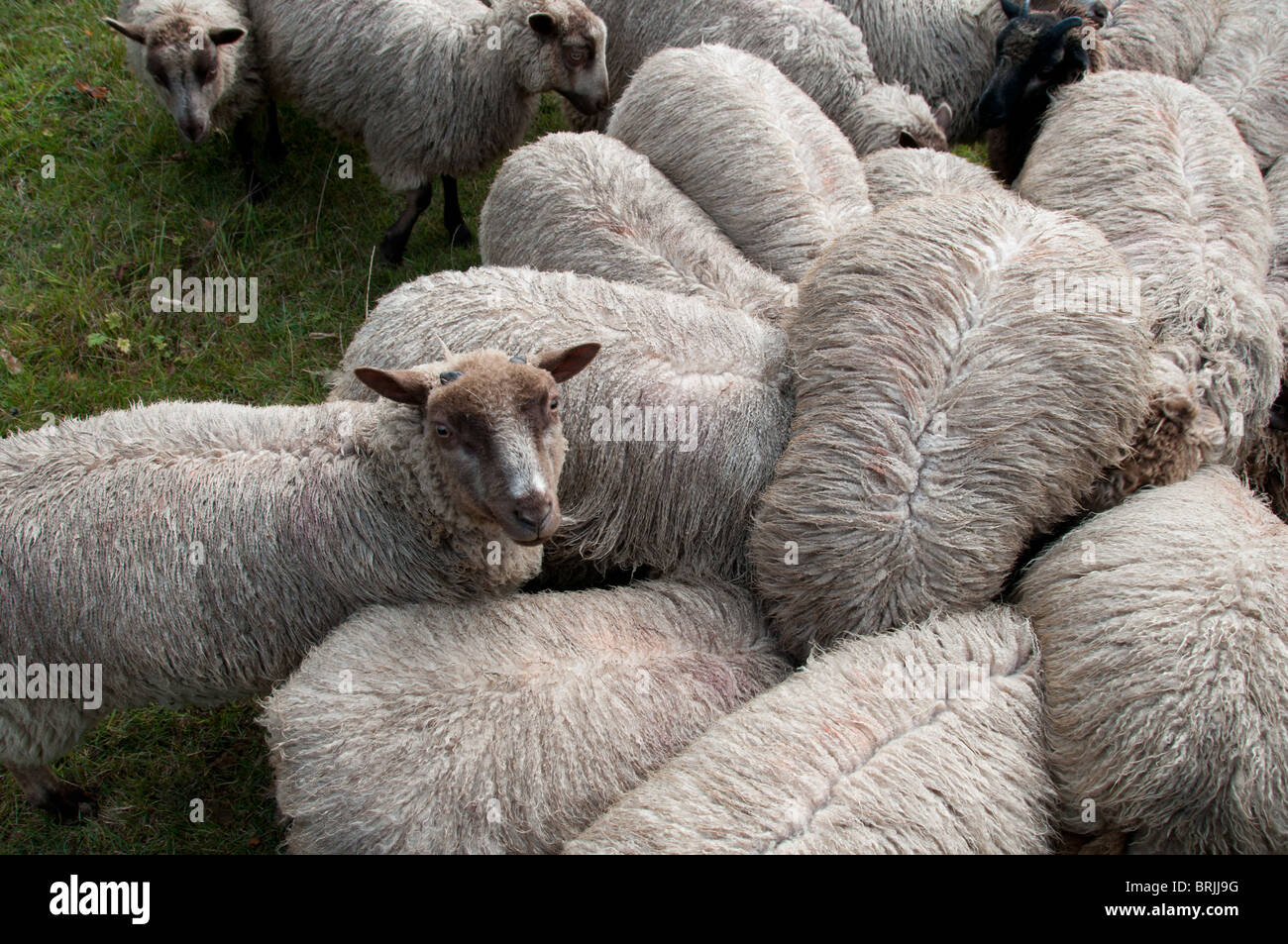 Suffolk sheep uk hi-res stock photography and images - Alamy