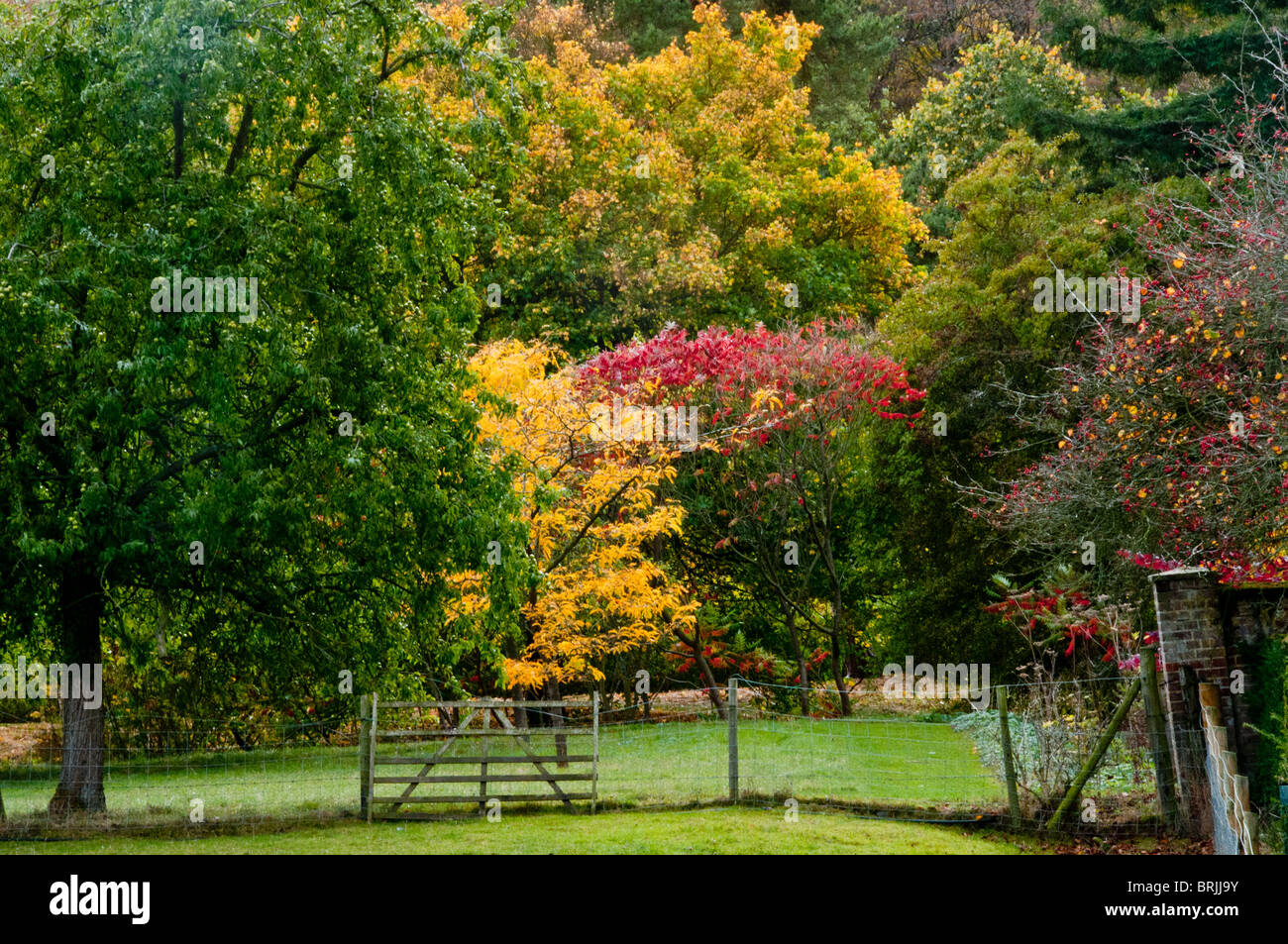 Fall Color in England Stock Photo - Alamy