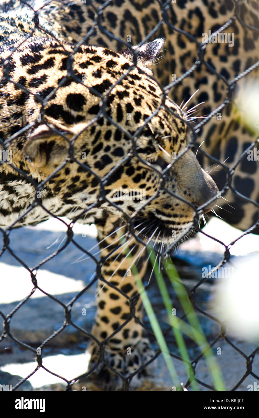 Leopard Panthera in San Diego Zoo Stock Photo - Alamy