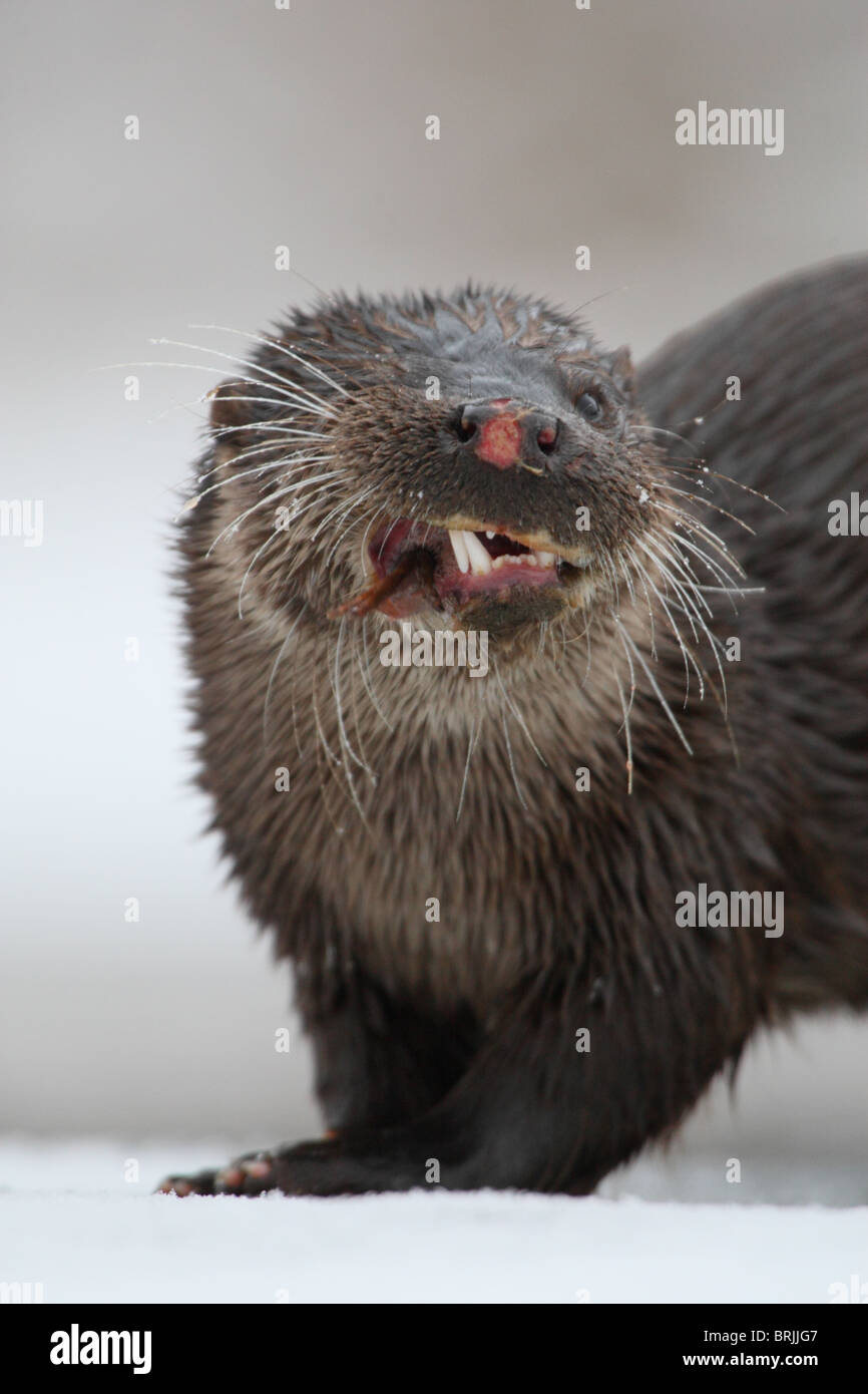 Wild European Otter (Lutra lutra) chewing a frog Stock Photo - Alamy