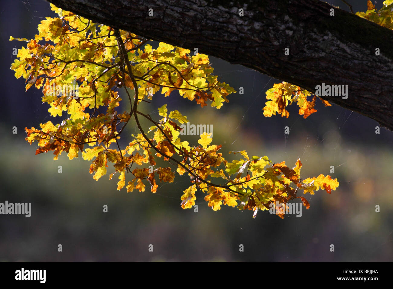 Backlit oak tree hi-res stock photography and images - Alamy