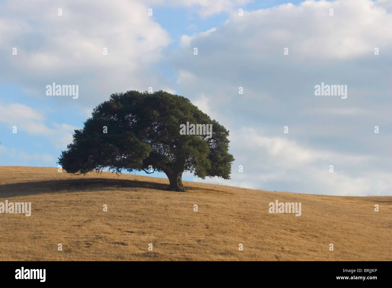 Hillside Single Tree Stock Photo - Alamy